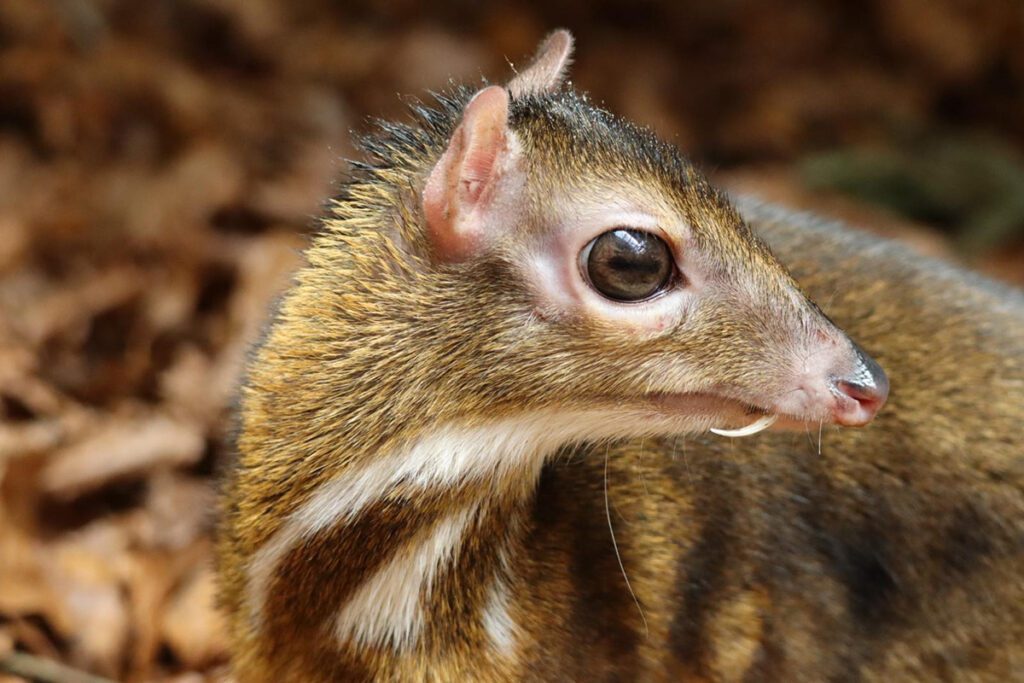 Zoo de Servion : Découvrez le mystérieux "cerf-souris" unique en Suisse ...